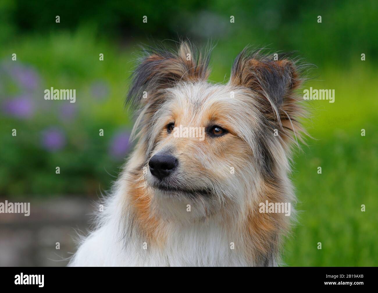 mixed breed dog (Canis lupus f. familiaris), eight month old fallow ...