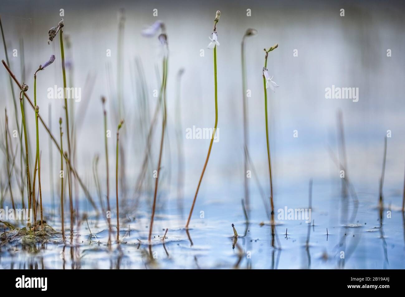 water lobelia (Lobelia dortmanna), blooming, Netherlands, Drente ...