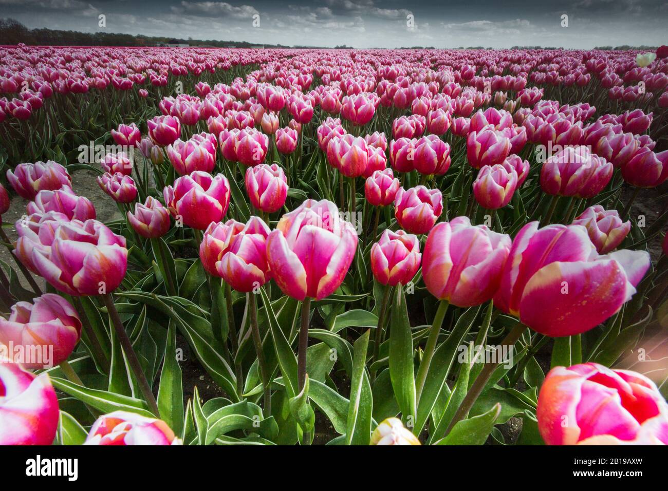 common garden tulip (Tulipa spec.), blooming tulip field, Netherlands ...