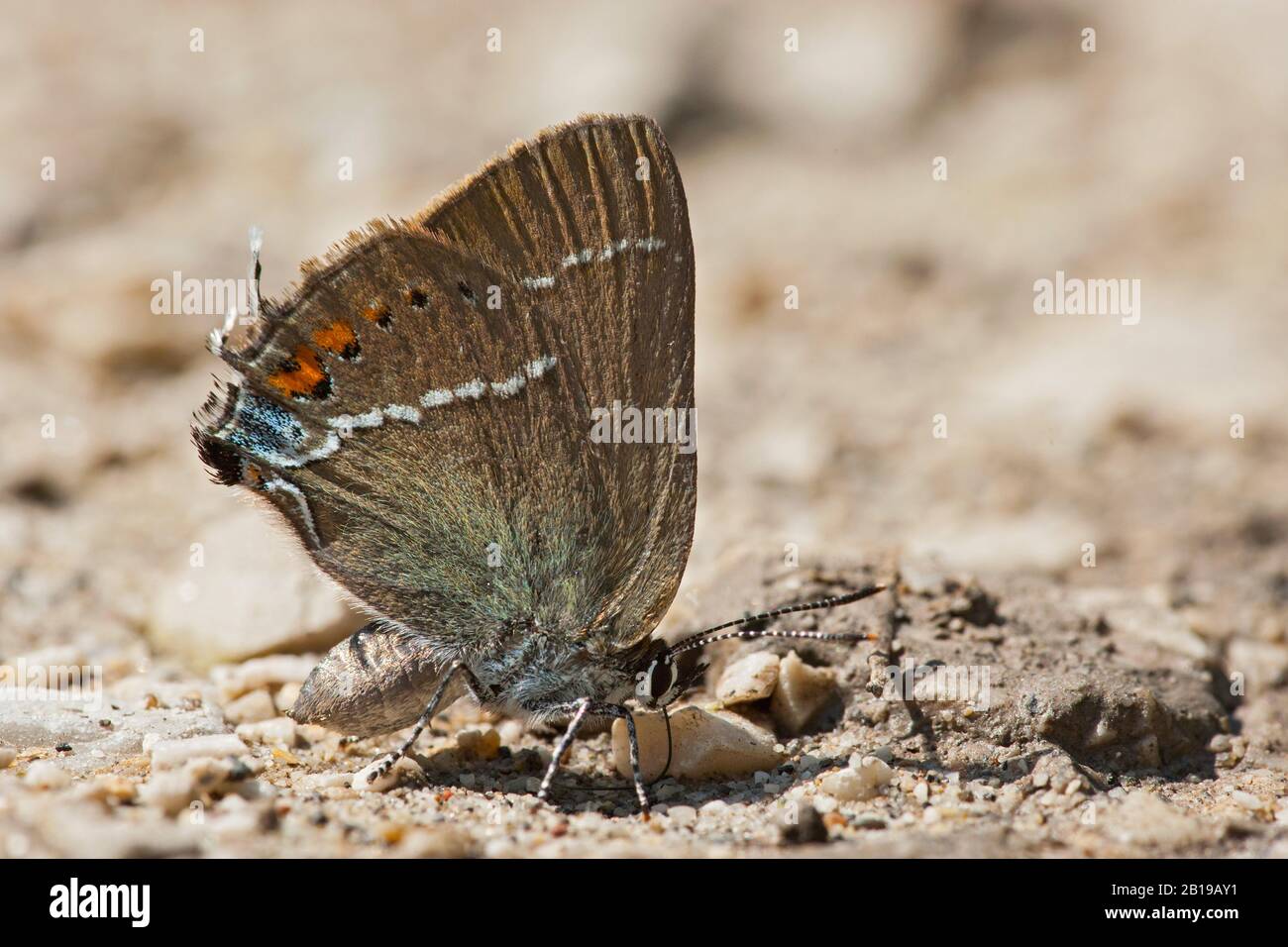 blue-spot hairstreak (Strymonidia spini, Satyrium spini), sucking ...