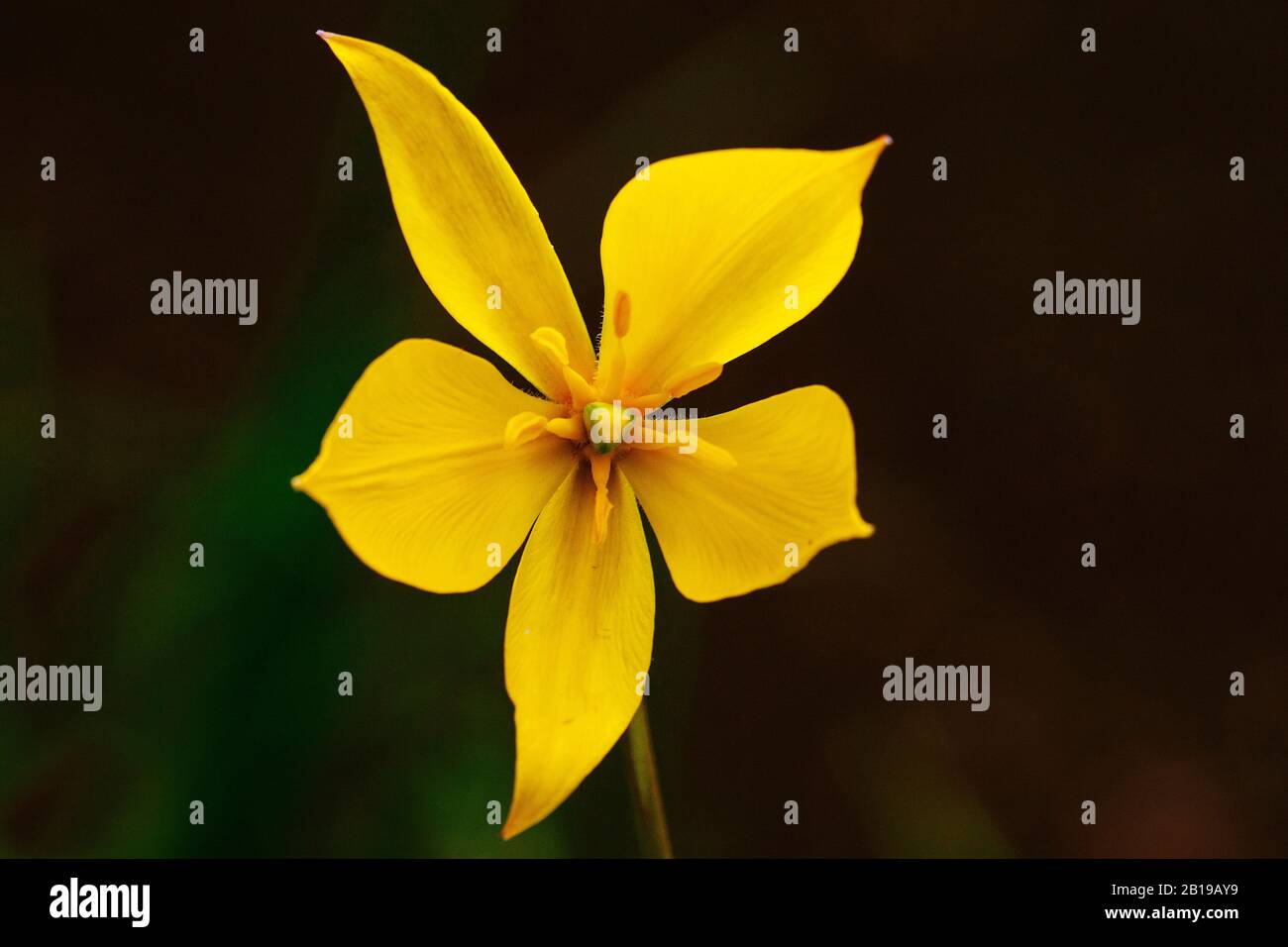 wild tulip (Tulipa sylvestris), flower, Netherlands, Frisia Stock Photo ...