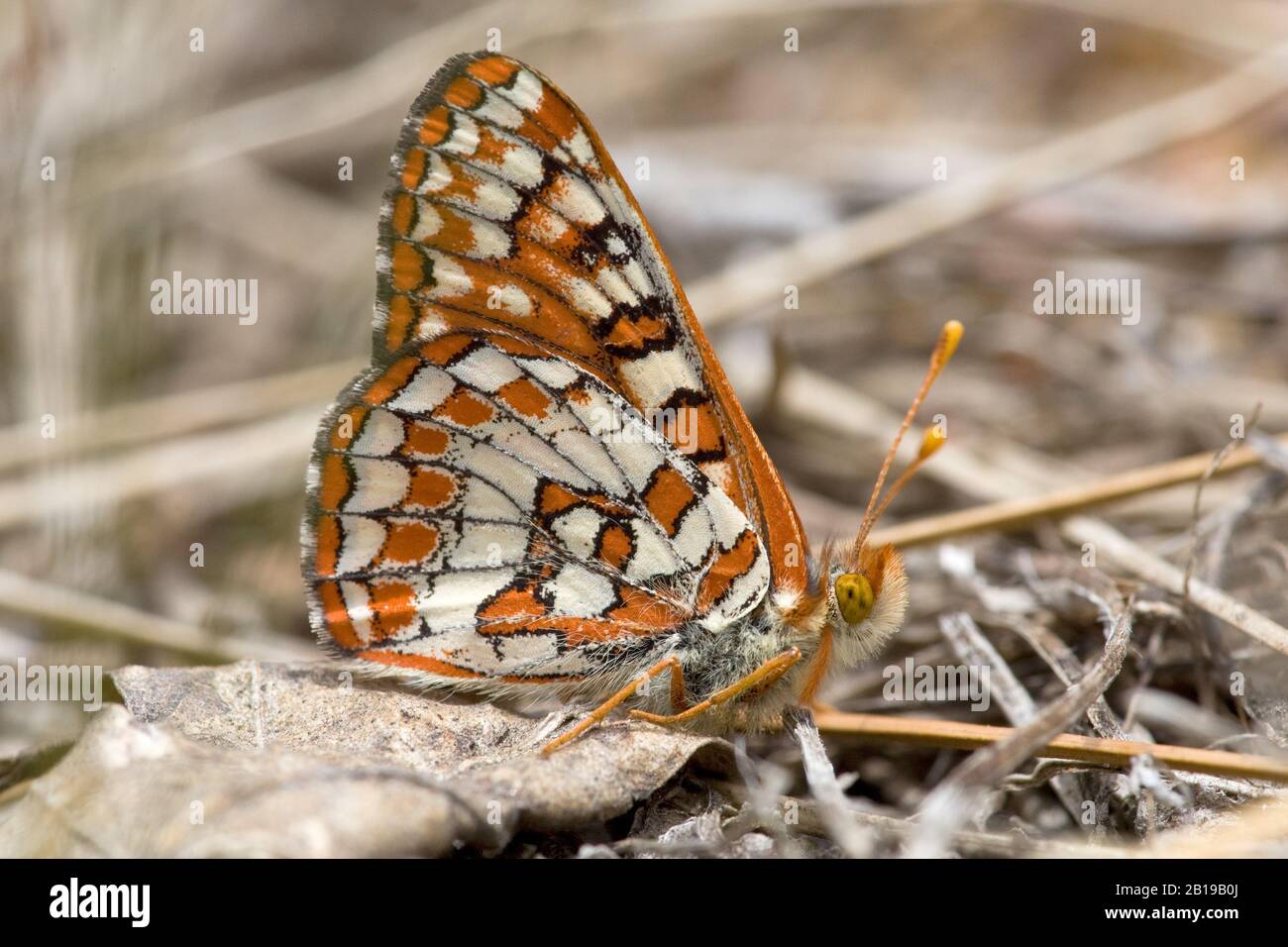 Checkerspot hi-res stock photography and images - Alamy