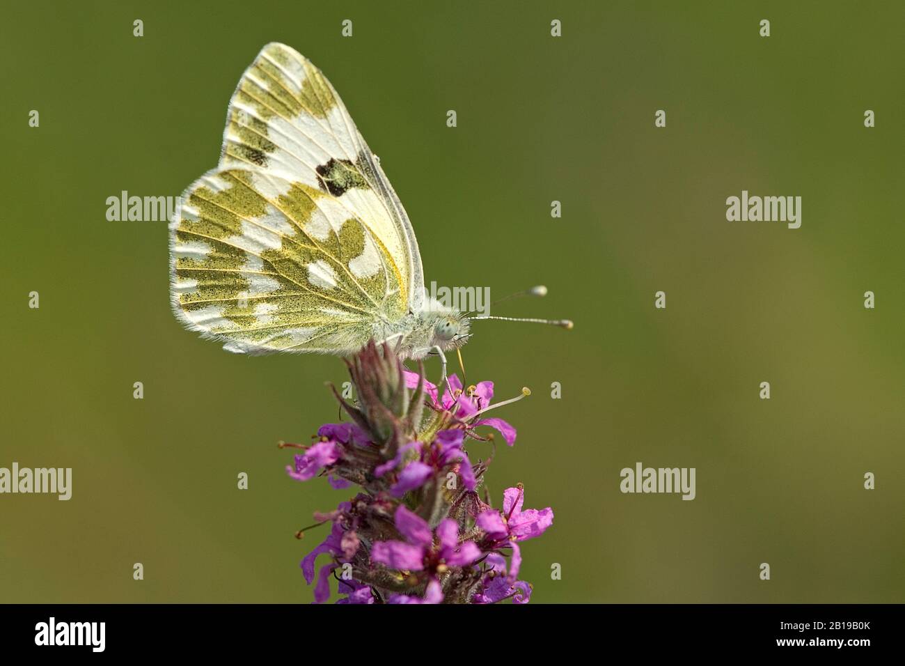 bath white (Pontia daplidice, Pontia daphlidice), sits on Betonica ...