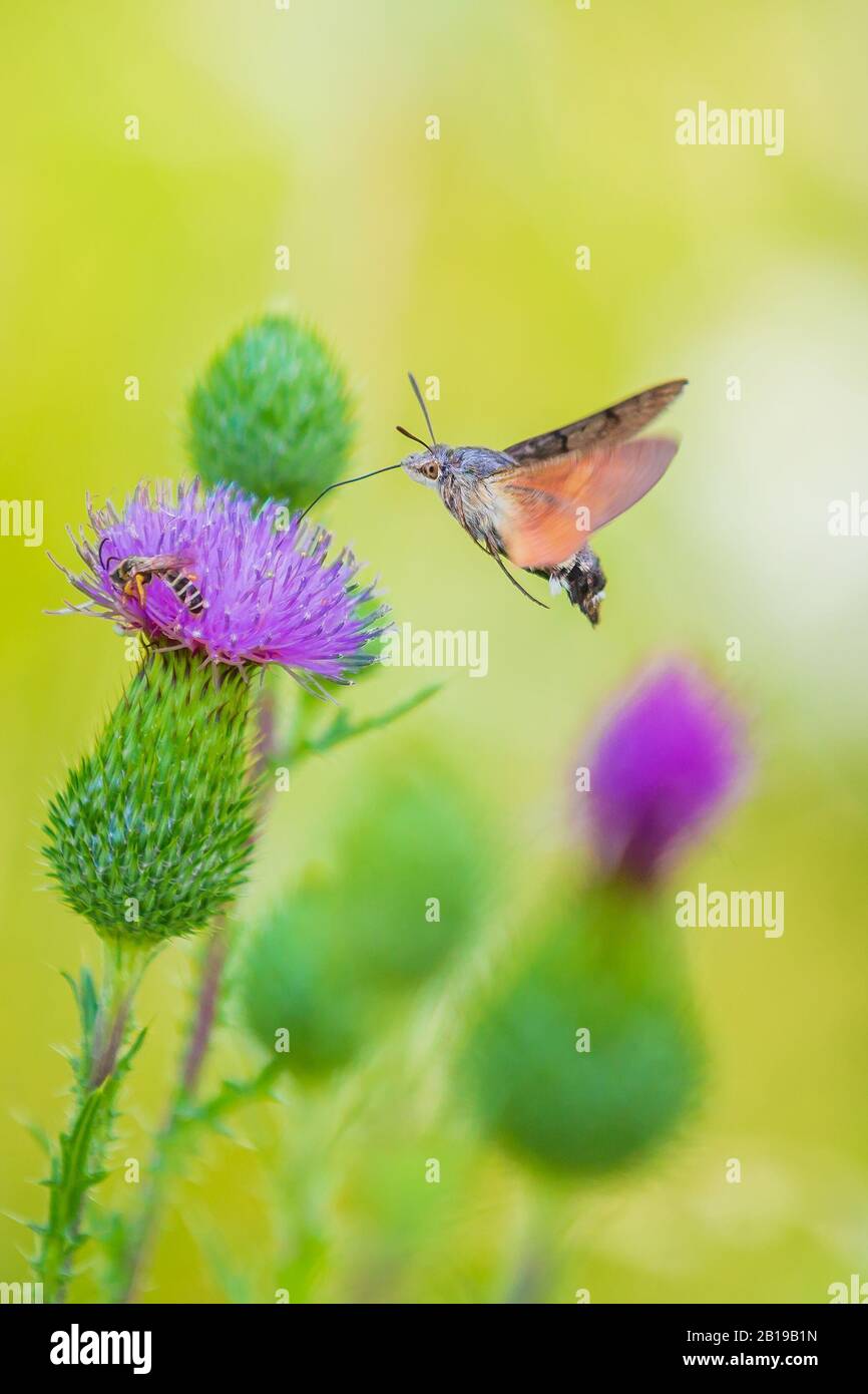 Flying hummingbird moth hi-res stock photography and images - Alamy