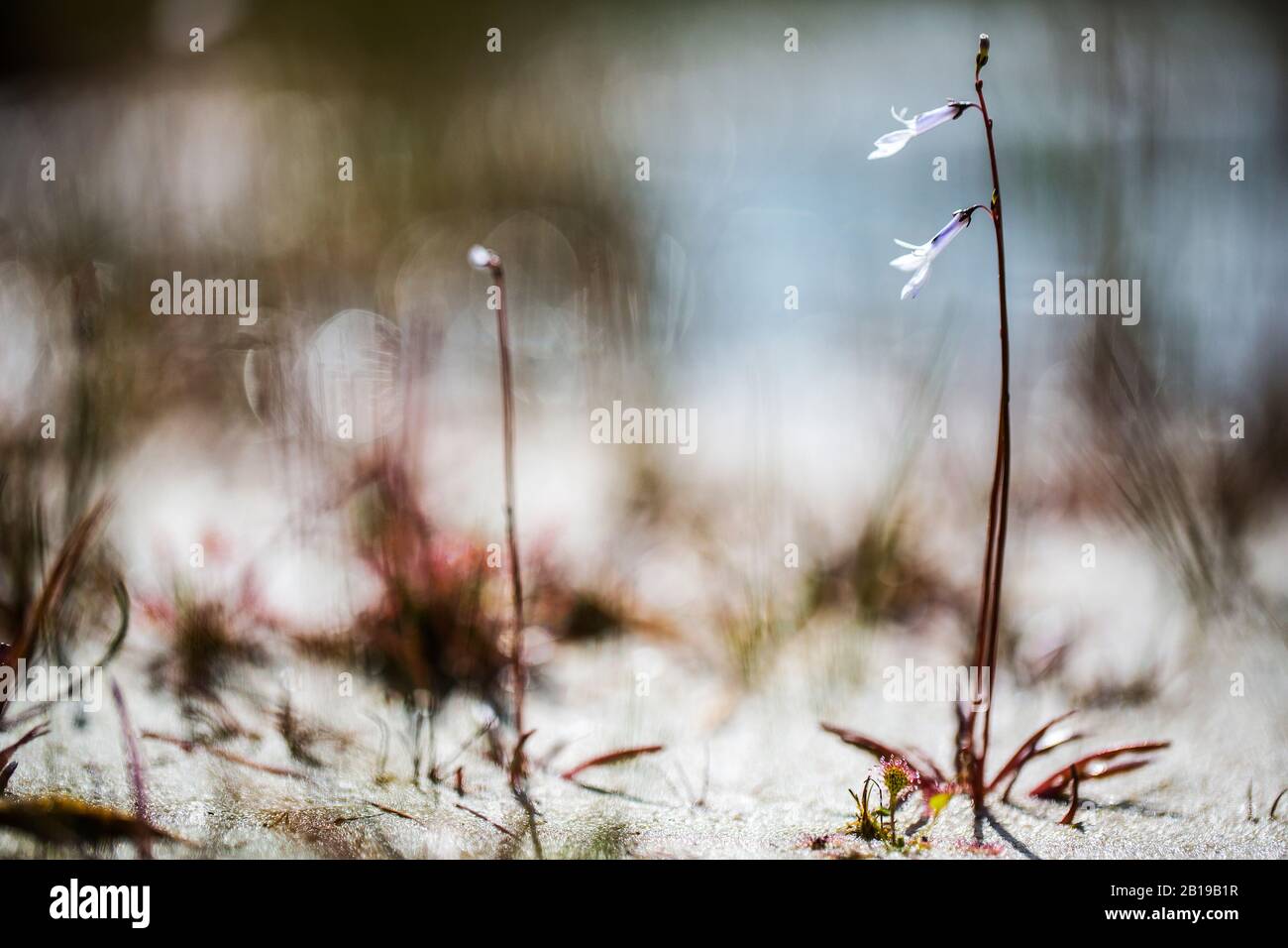 water lobelia (Lobelia dortmanna), blooming, Netherlands, Drente ...