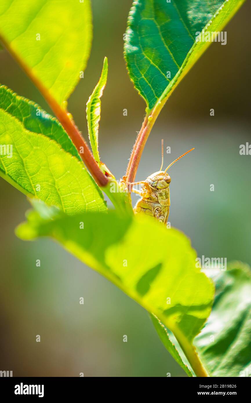 Beautiful grasshopper hi-res stock photography and images - Alamy