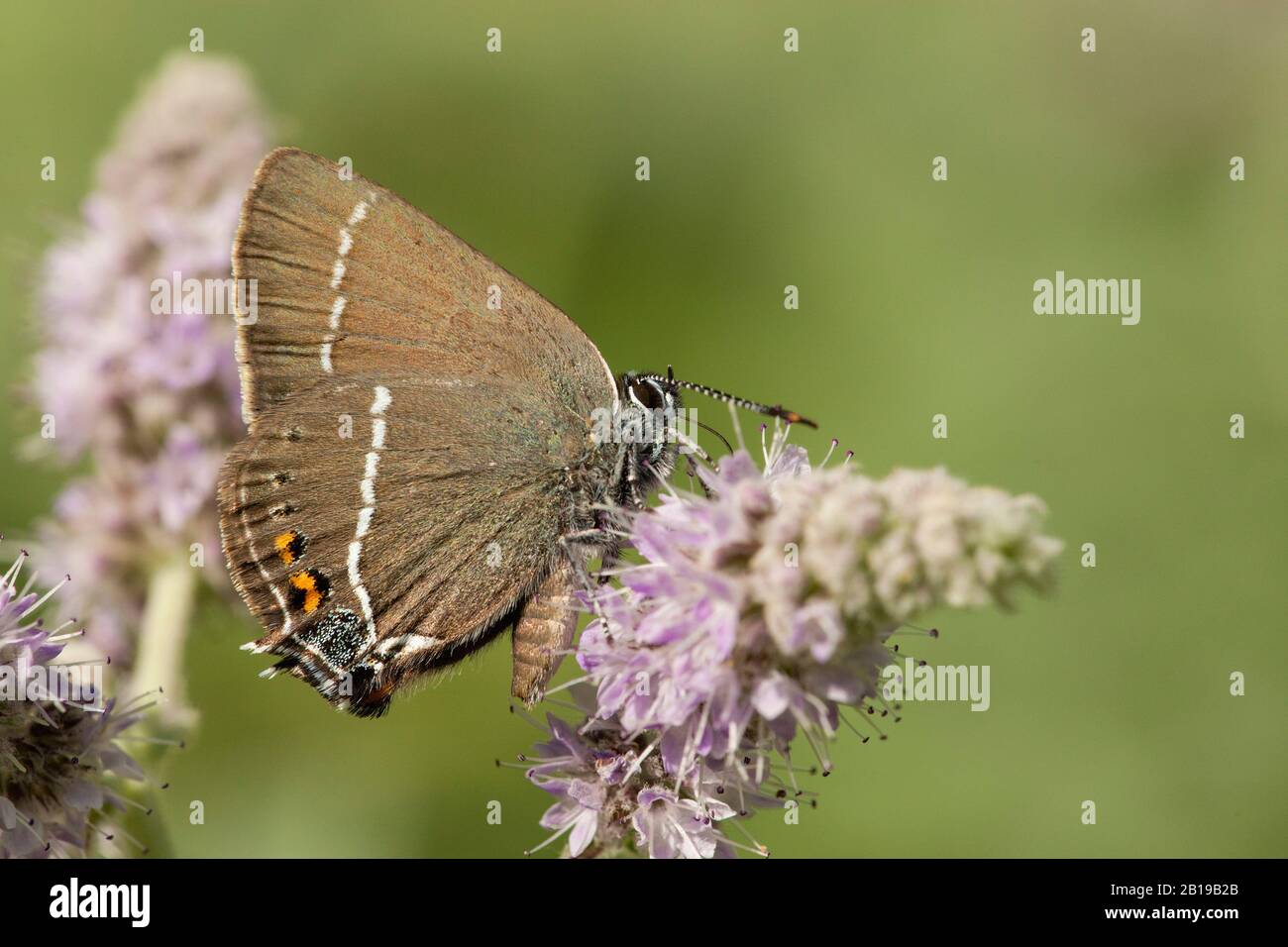 blue-spot hairstreak (Strymonidia spini, Satyrium spini), sucking ...