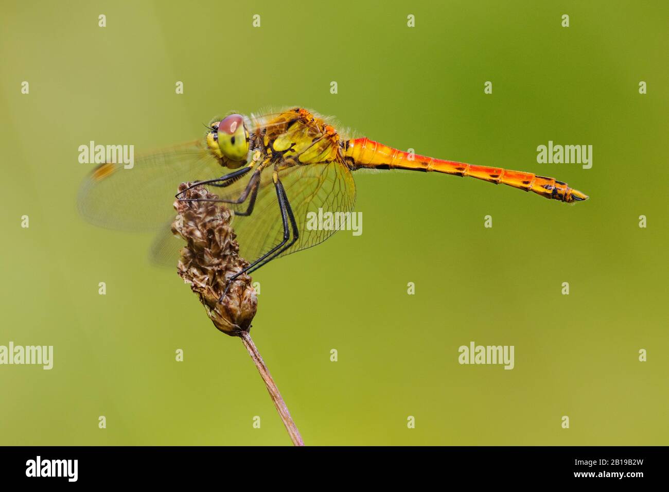 Eastern European sympetrum (Sympetrum depressiusculum), male ...