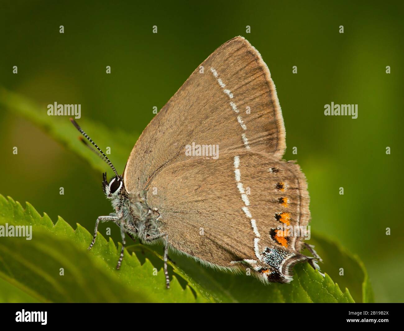 blue-spot hairstreak (Strymonidia spini, Satyrium spini), sitting on a ...