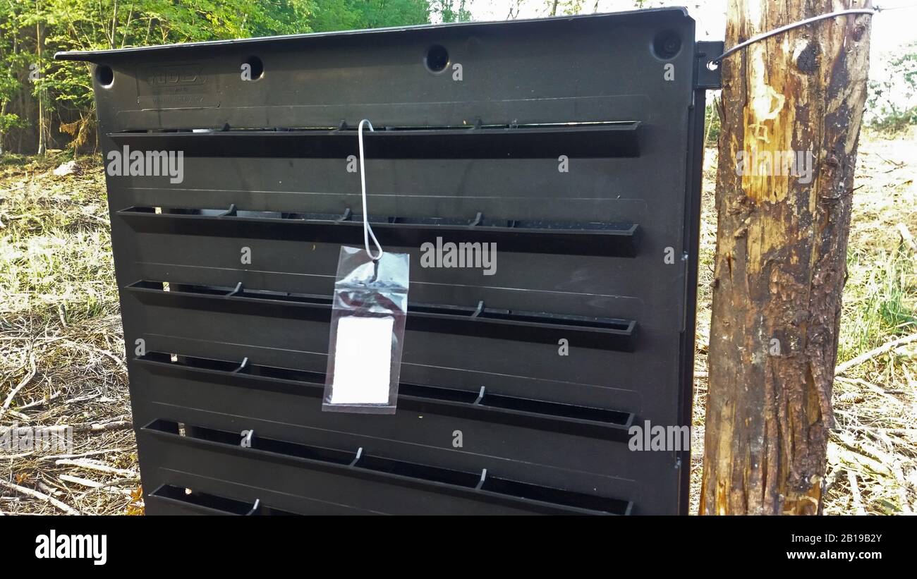 bark beetles, engraver beetles & ambrosia beetles, timber beetles ...