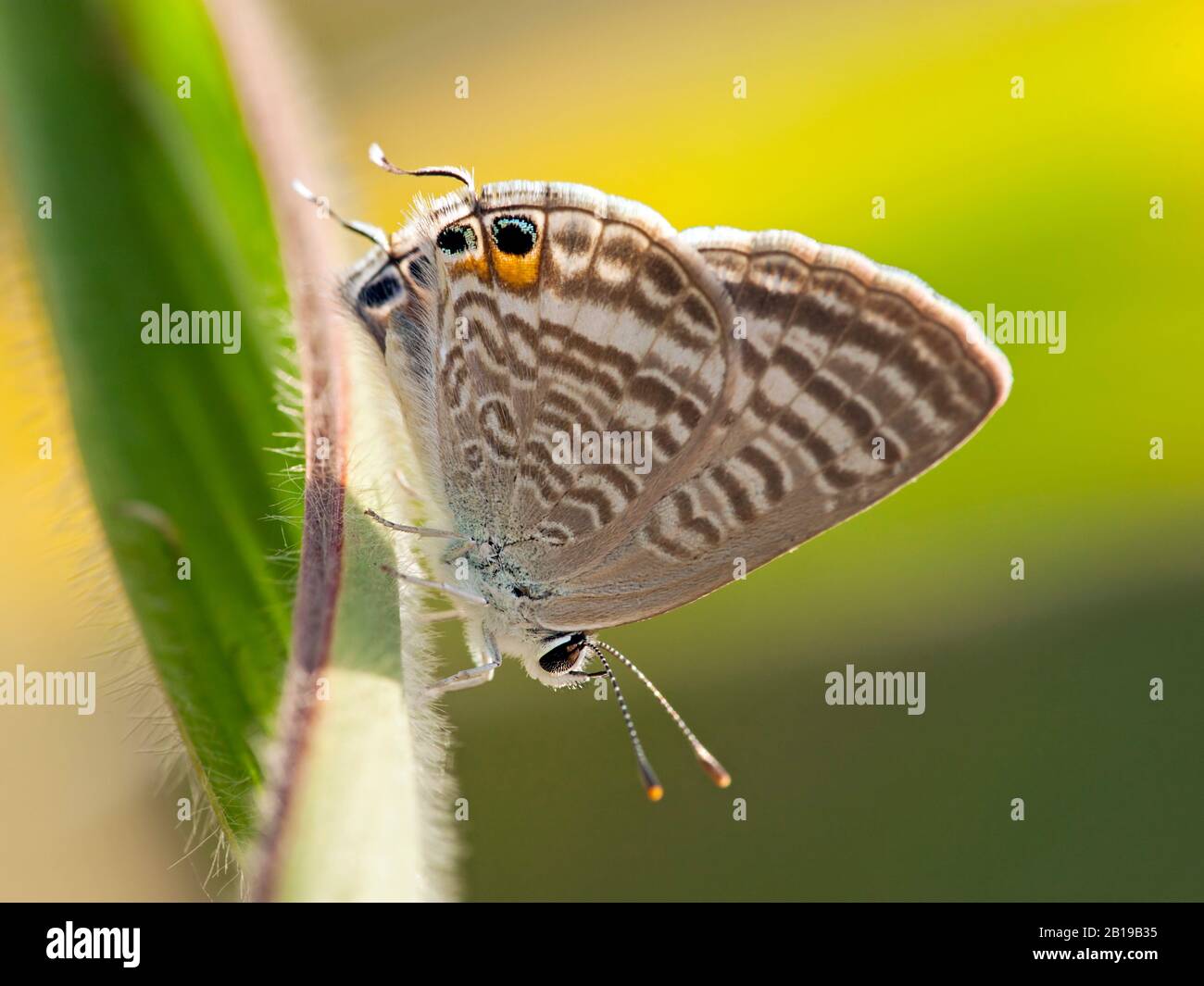 long-tailed blue (Lampides boeticus), sits on a leaf, Gambia Stock ...