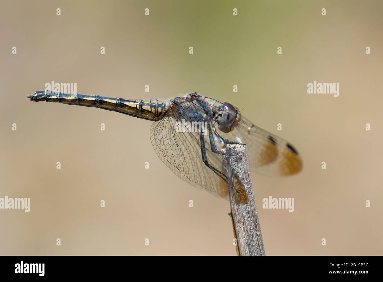 Indigo Dropwing (Trithemis festiva), female, Turkey, Mugla Stock Photo ...