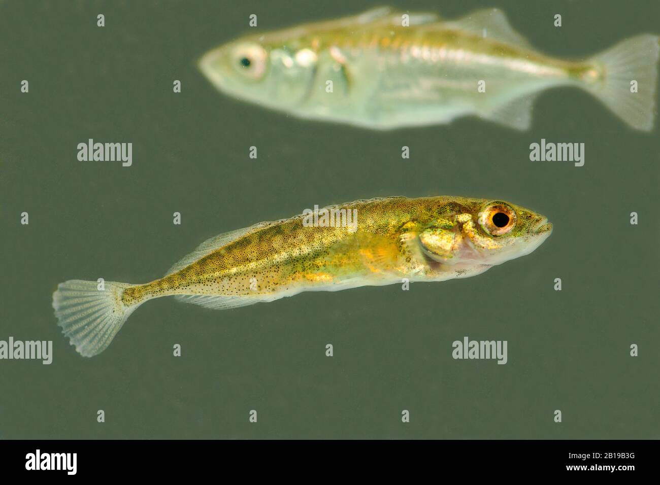Sticklebacks High Resolution Stock Photography and Images - Alamy