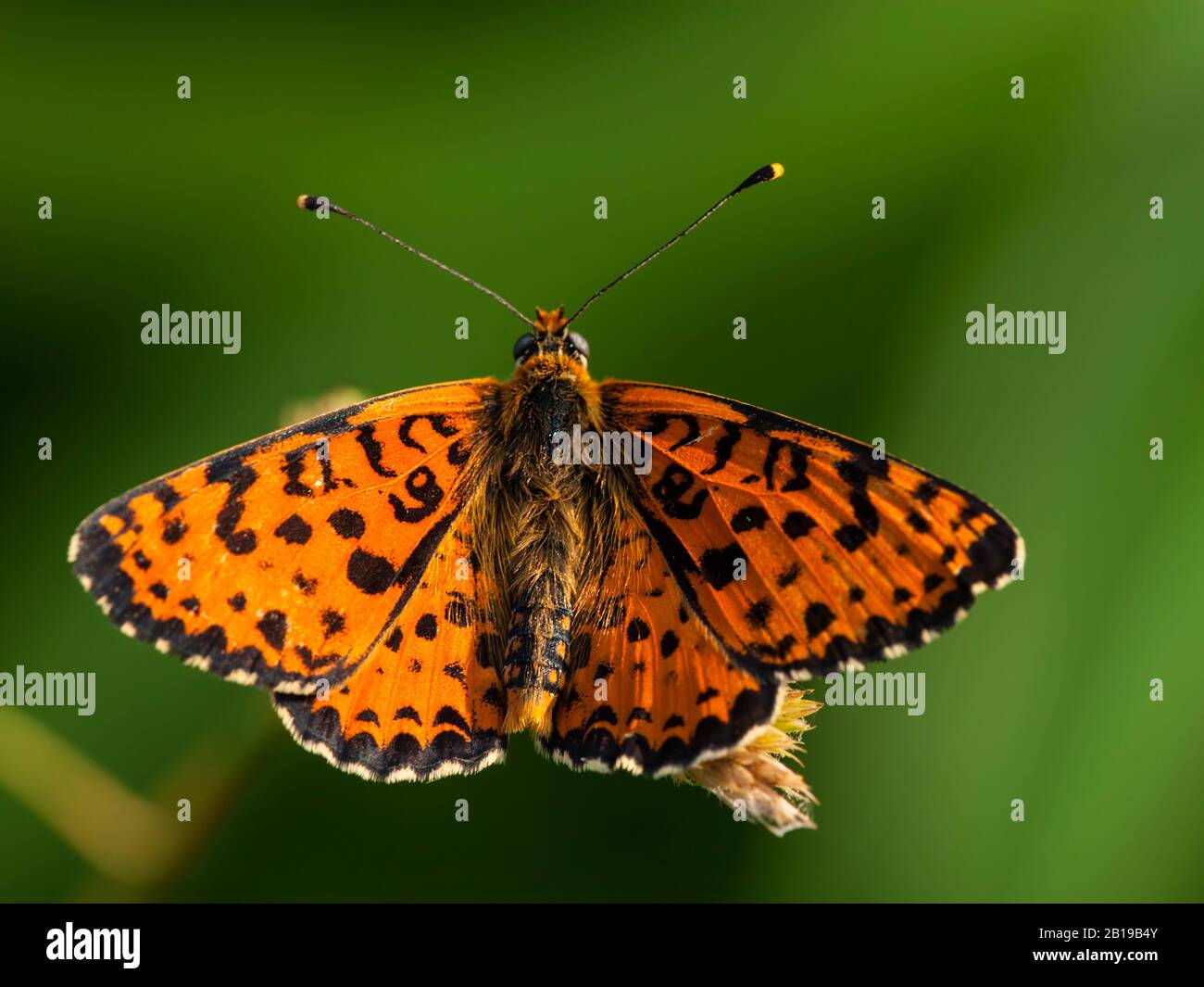 Spotted wings hi-res stock photography and images - Alamy