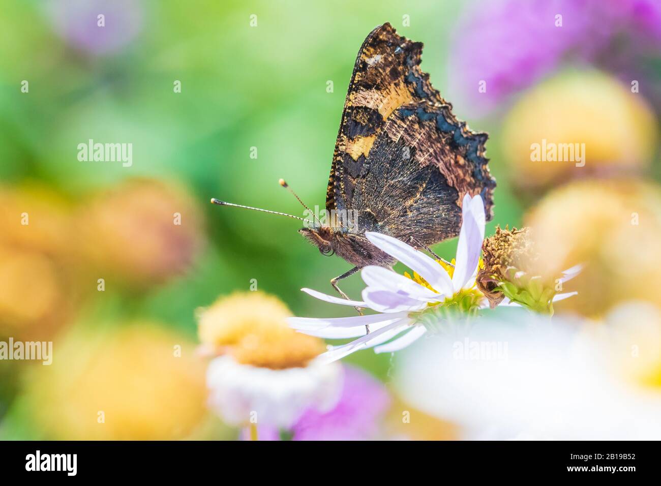 Small tortoiseshell Aglais urticae butterfly closed wings detailed side ...