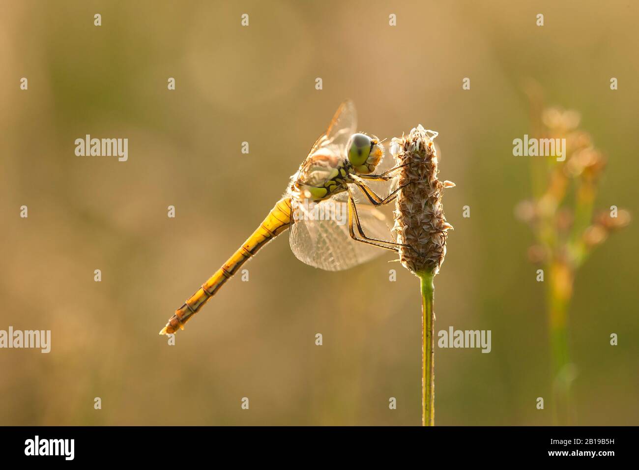 vagrant sympetrum (Sympetrum vulgatum), female at plantain, Netherlands ...