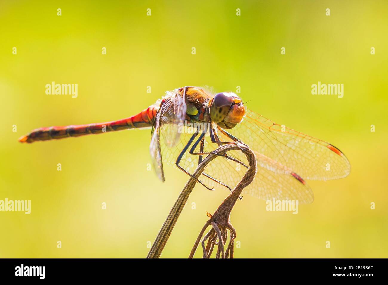 Sympetrum striolatum Common Darter wings spread he is drying his wings ...