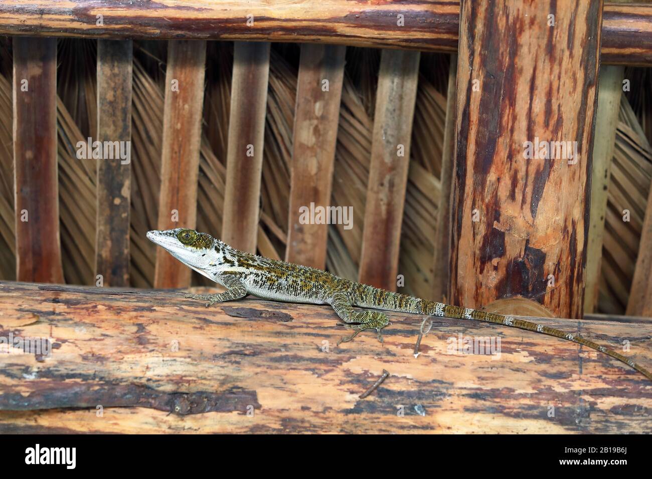 knight anole (Anolis equestris, Deiroptyx equestris), at the roof of a ...