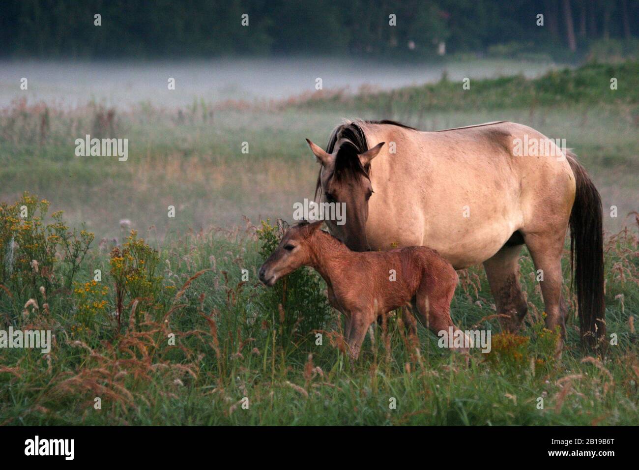 Tarpan grazing hi-res stock photography and images - Alamy