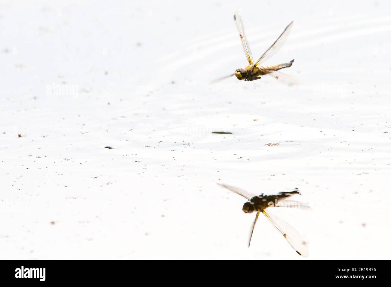 Water skimmer insects Cut Out Stock Images & Pictures - Alamy