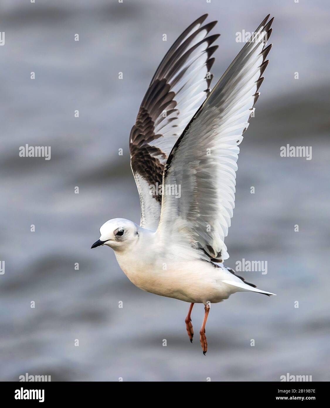 ross's gull (Rhodostethia rosea), in flight, side view, Netherlands ...