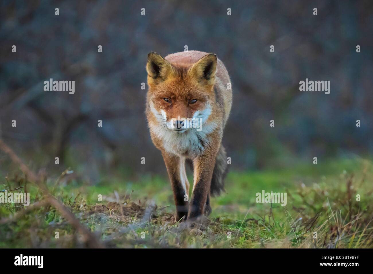 Predator scavenger hi-res stock photography and images - Alamy