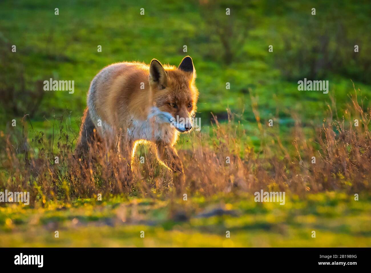 Close-up of a wild red fox, vulpes vulpes, scavenging during a beautiful sunset Stock Photo - Alamy
