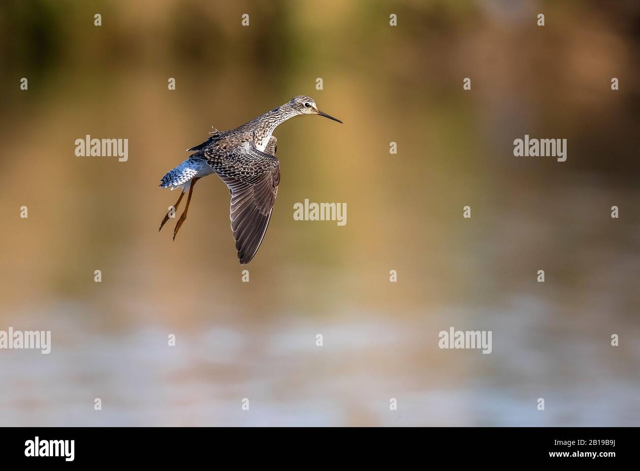 lesser yellowlegs (Tringa flavipes), in flight, Belgium, Flanders Stock ...