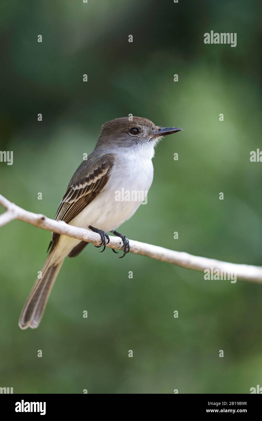 la sagra's flycatcher (Myiarchus sagrae), sits on a branch, Cuba, Cayo ...