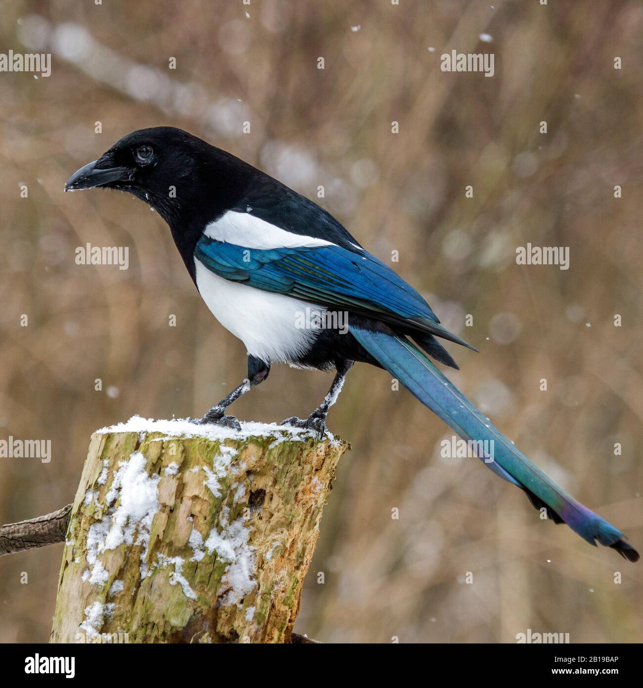 black-billed magpie (Pica pica), sitting on a tree stub, Germany Stock ...