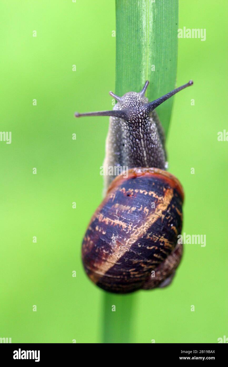 Brown garden snail, Brown gardensnail, Common garden snail, European ...