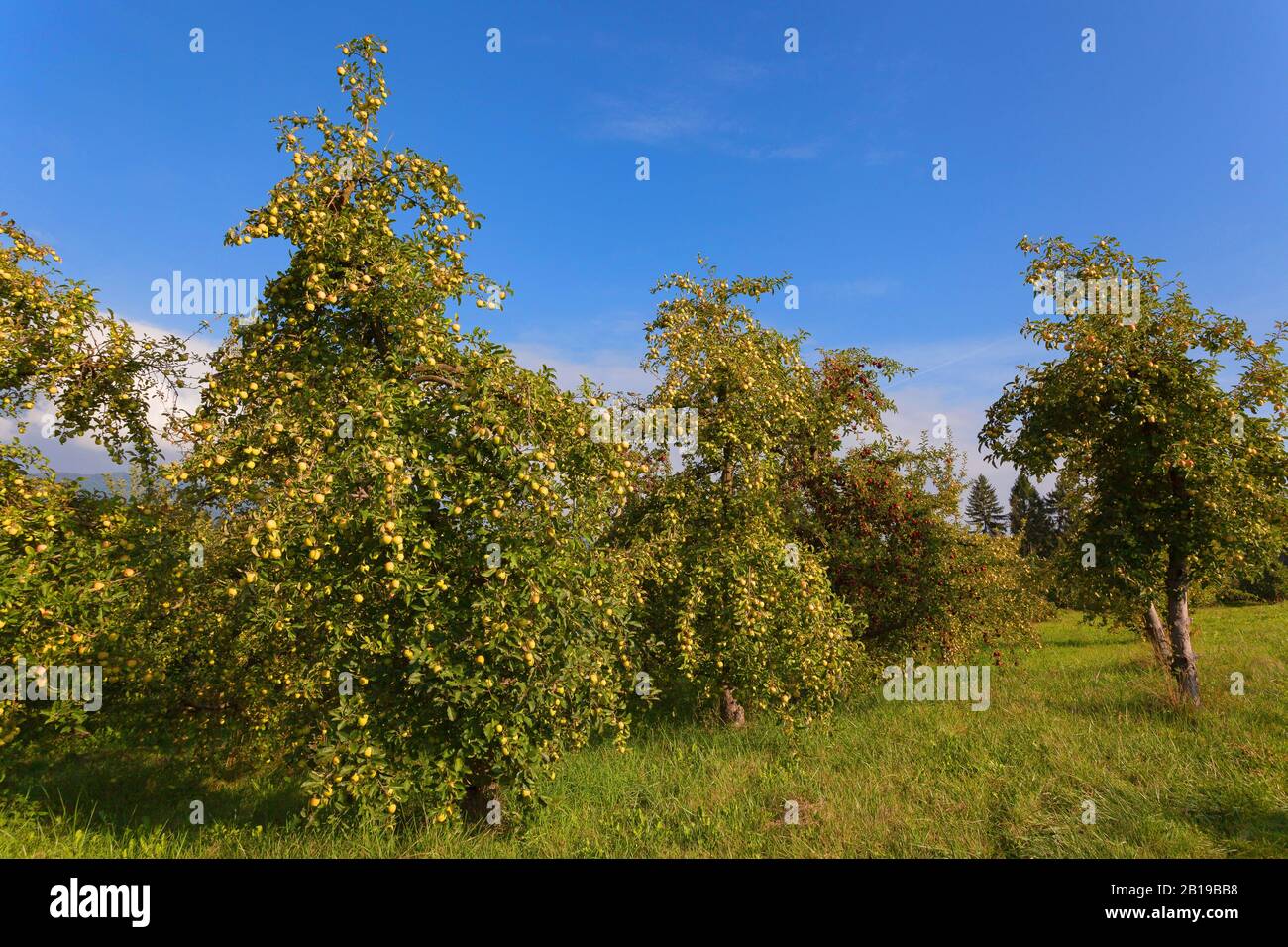 apple tree (Malus domestica), ready for harvesting apples at apple ...