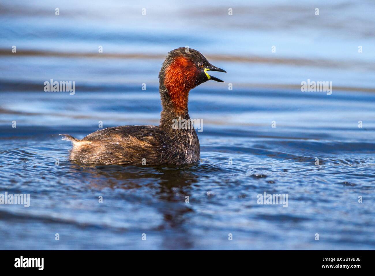 little grebe (Podiceps ruficollis, Tachybaptus ruficollis), in water ...