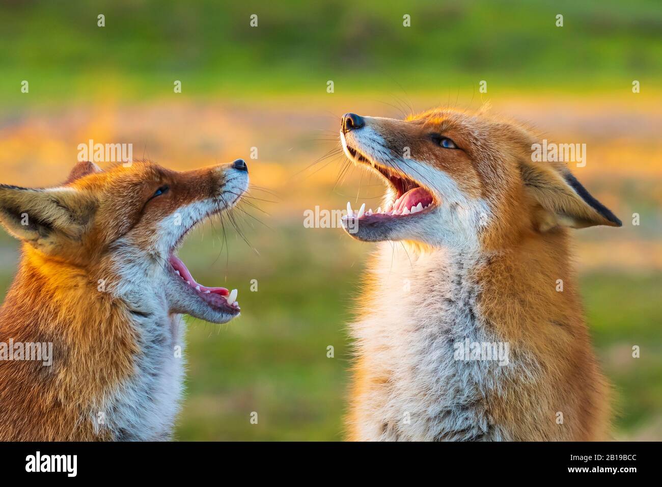 Red fox vulpes vulpes fighting hi-res stock photography and images - Alamy