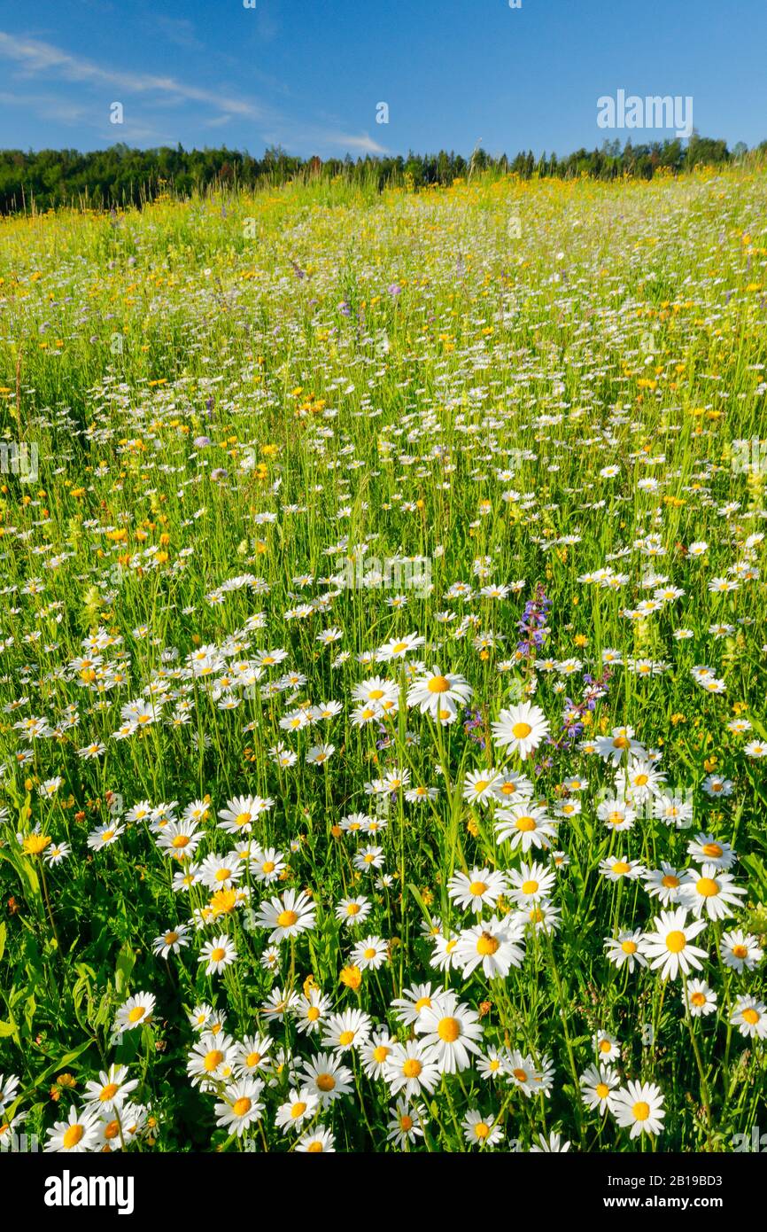 oxeye daisy, ox-eye daisy, white-weed, white daisy, dog daisy ...