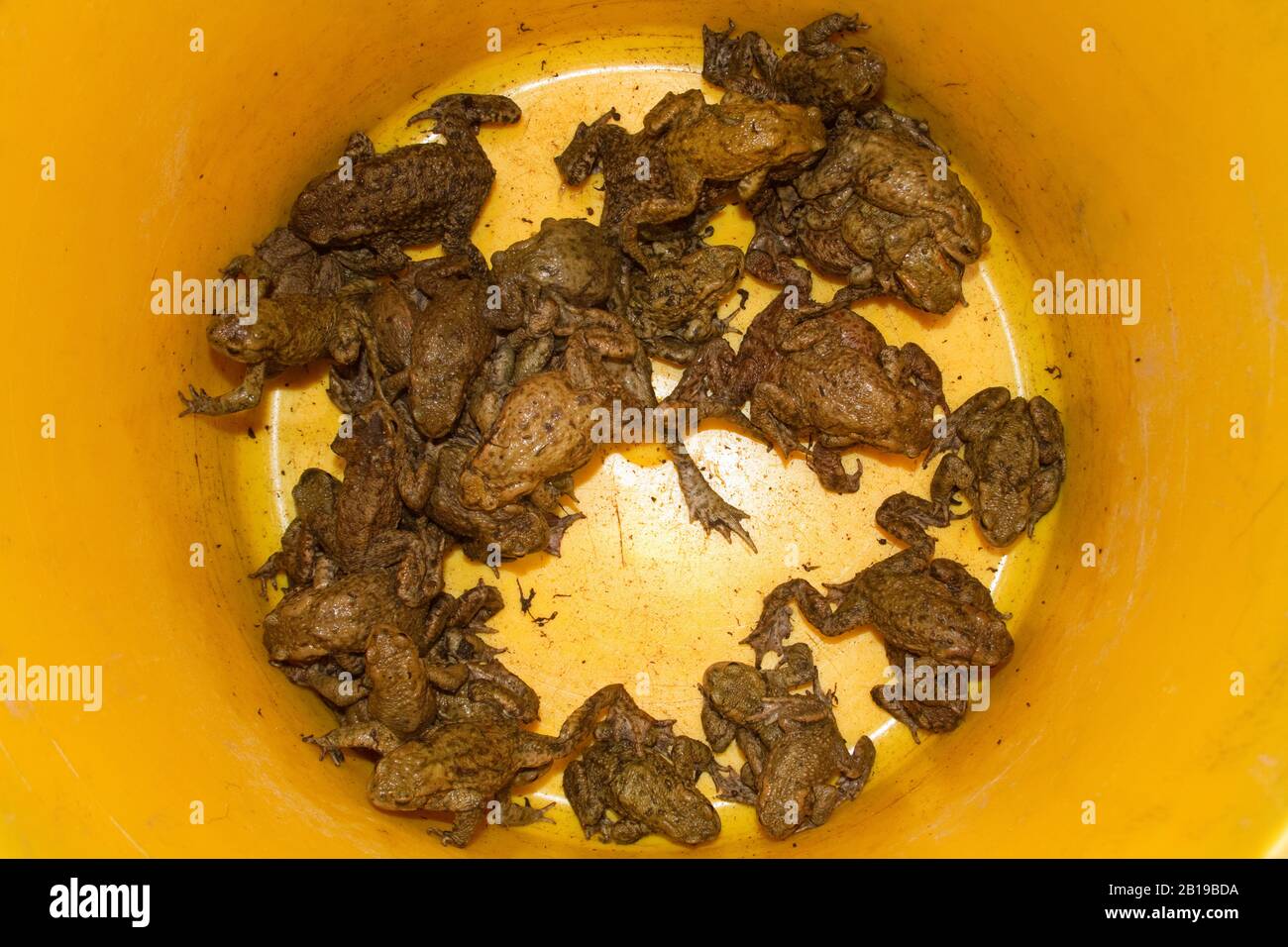 European common toad (Bufo bufo), toads in a bucket, Netherlands Stock ...