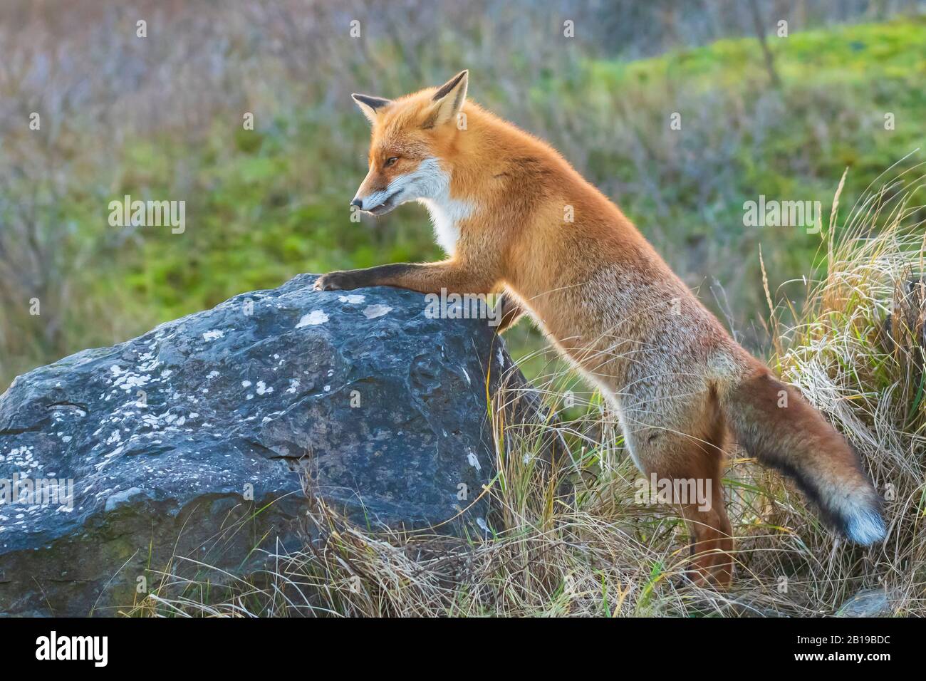 Red fox in a meadow hi-res stock photography and images - Alamy