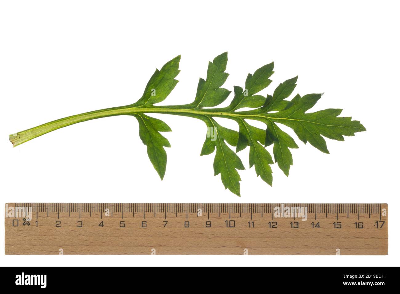 Common poppy, Corn poppy, Red poppy (Papaver rhoeas), poppy leaf ...