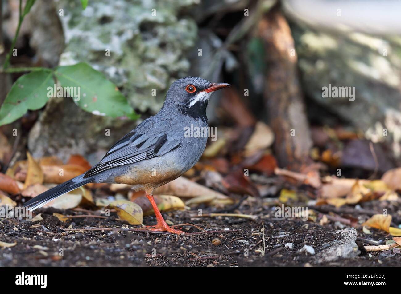 red-legged thrush (Turdus plumbeus), on forest floor, Cuba, Cayo Coco ...