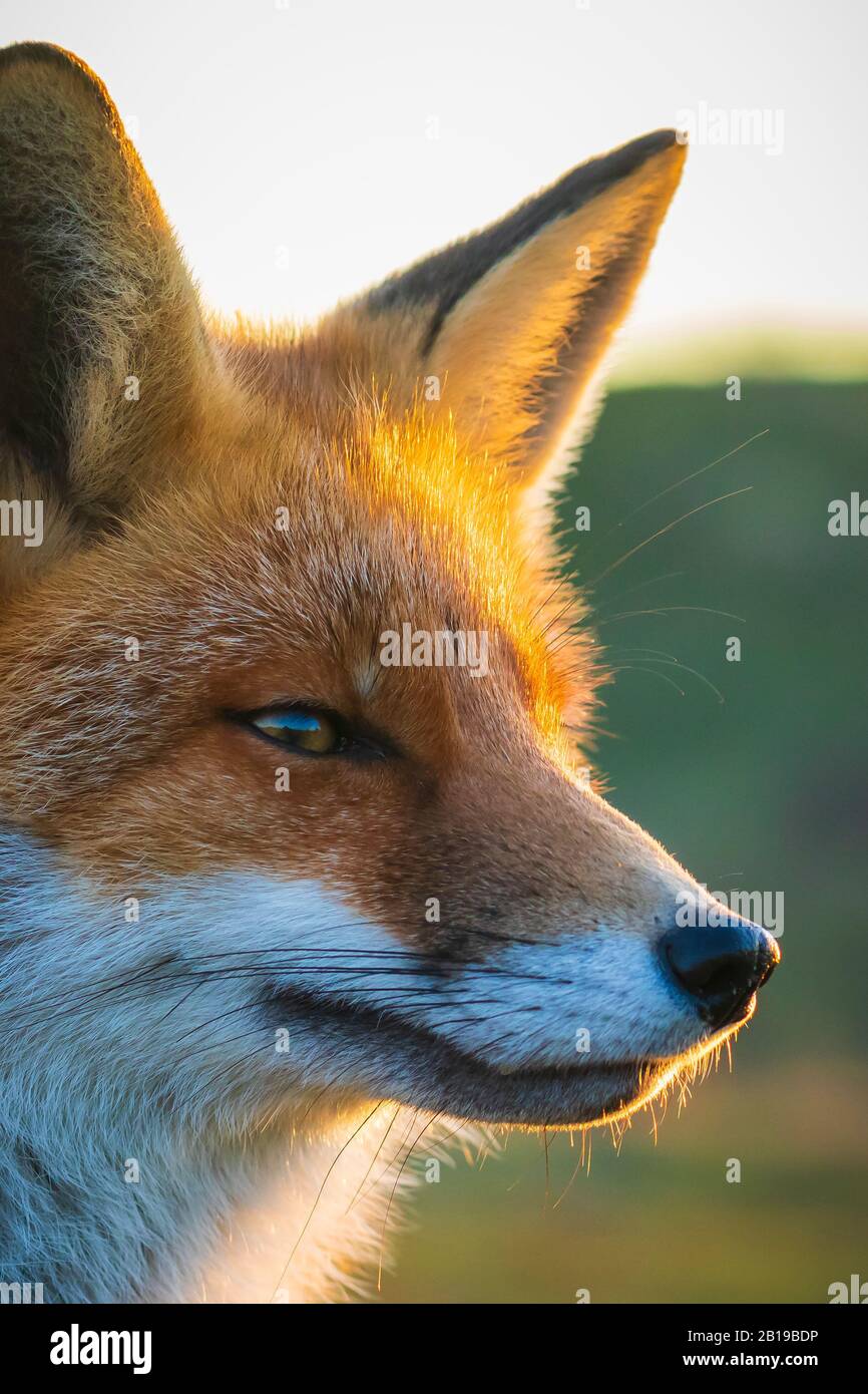 Close-up of a wild red fox, vulpes vulpes, scavenging during a beautiful sunset Stock Photo - Alamy