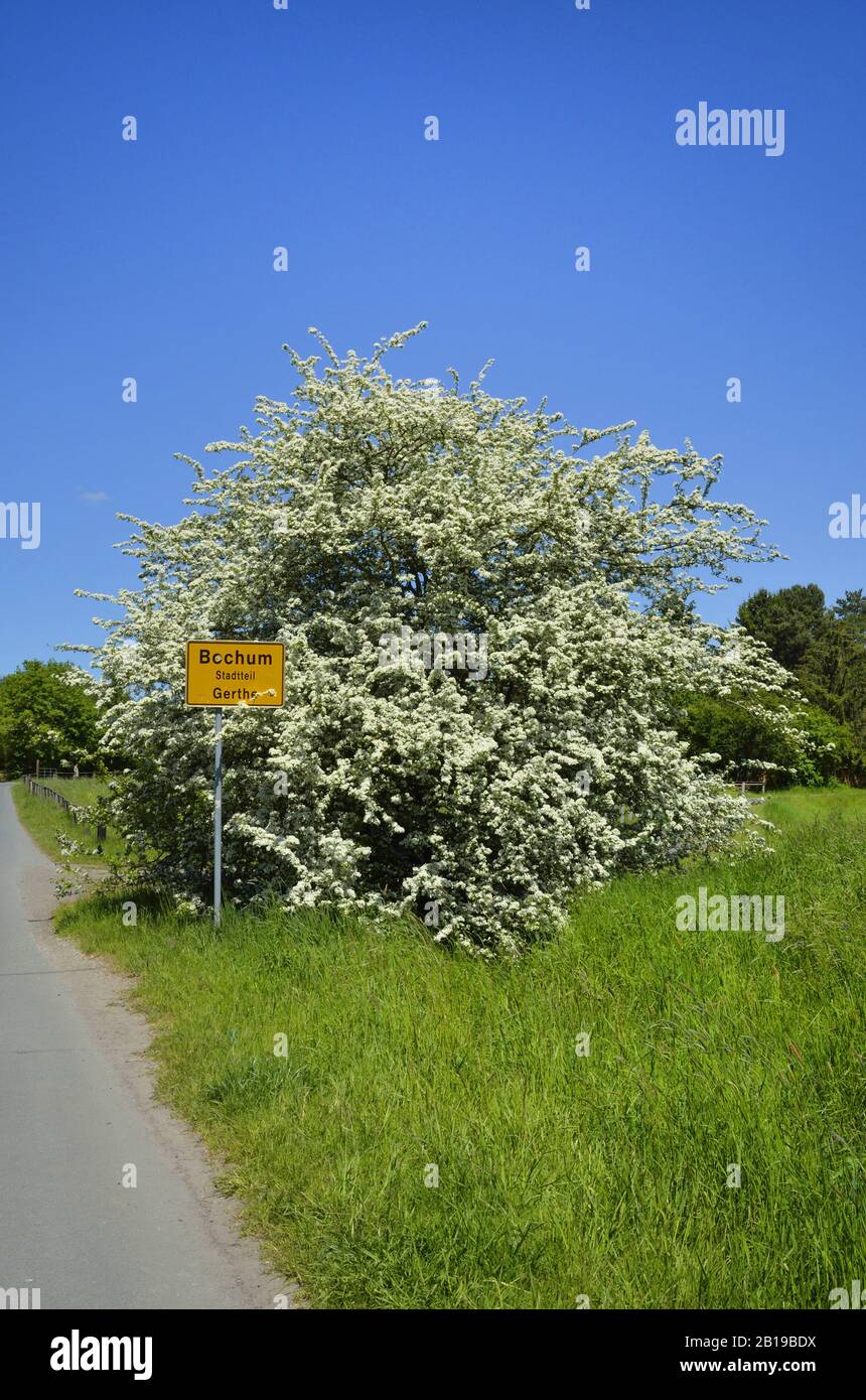 Streets roads english flowers hi-res stock photography and images - Alamy