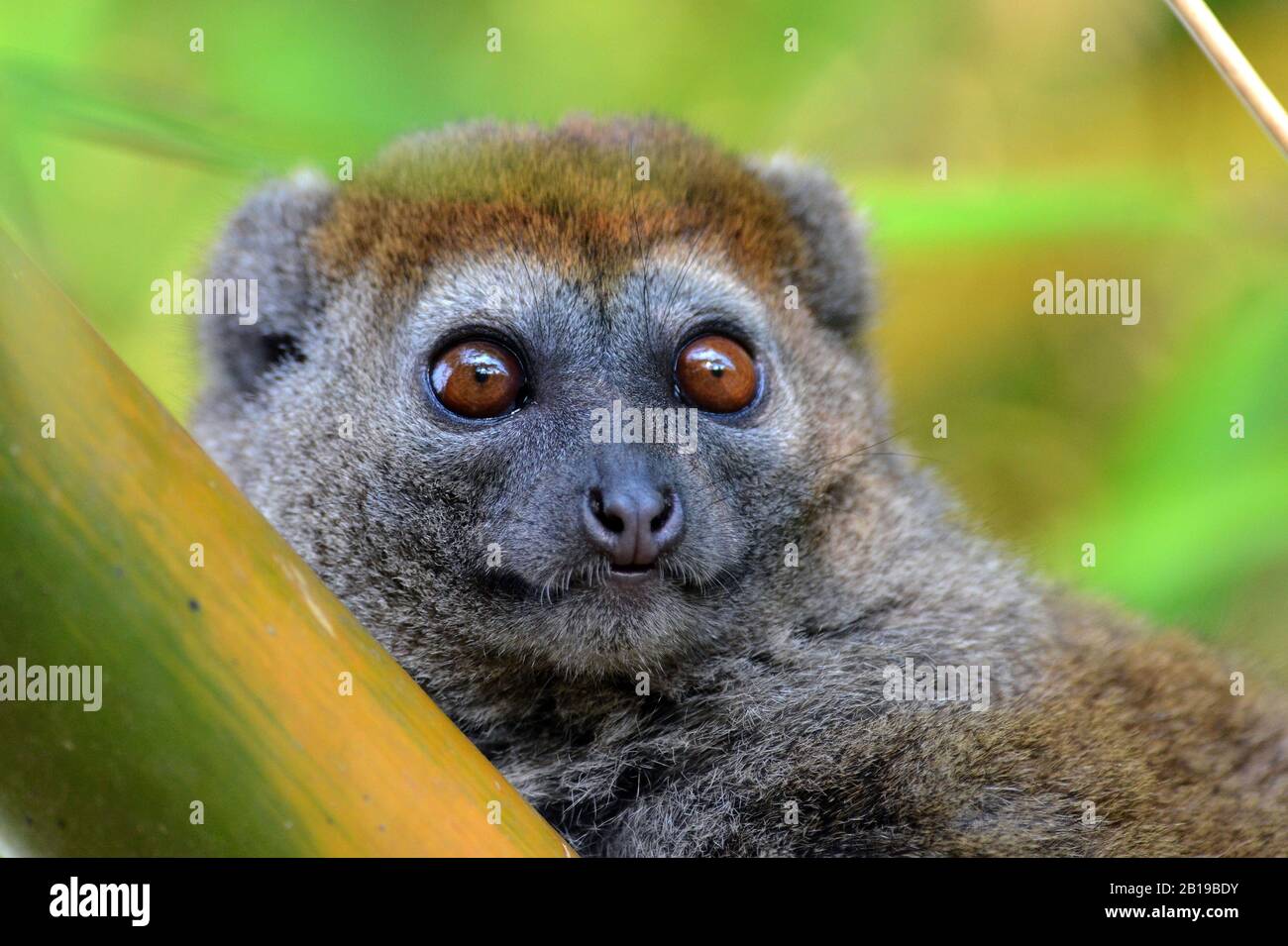 Eastern lesser bamboo lemur, Eastern grey bamboo lemur, Eastern grey ...