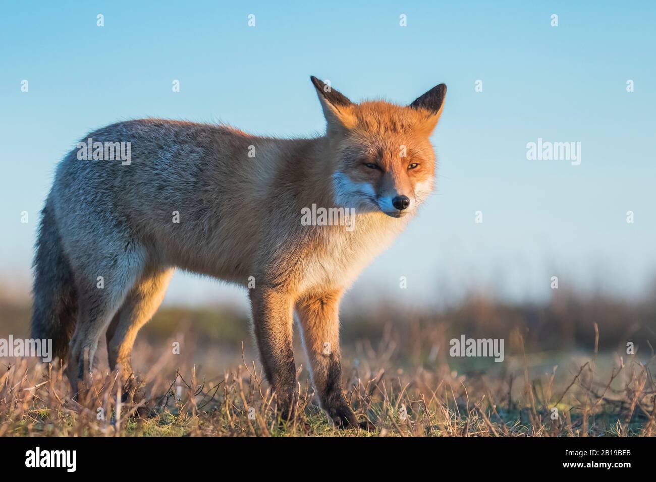 Close-up of a wild red fox, vulpes vulpes, scavenging during a beautiful sunset Stock Photo - Alamy