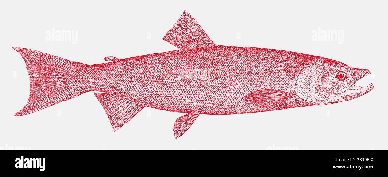 Female sockeye salmon oncorhynchus nerka, a fish from the northern ...