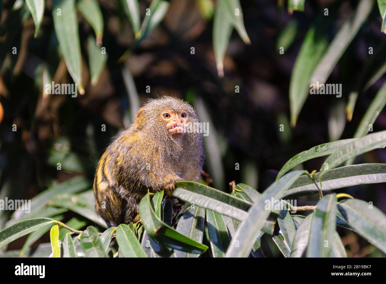 Pygmy Marmoset or Dwarf Monkey, small monkey on the tree Stock Photo ...