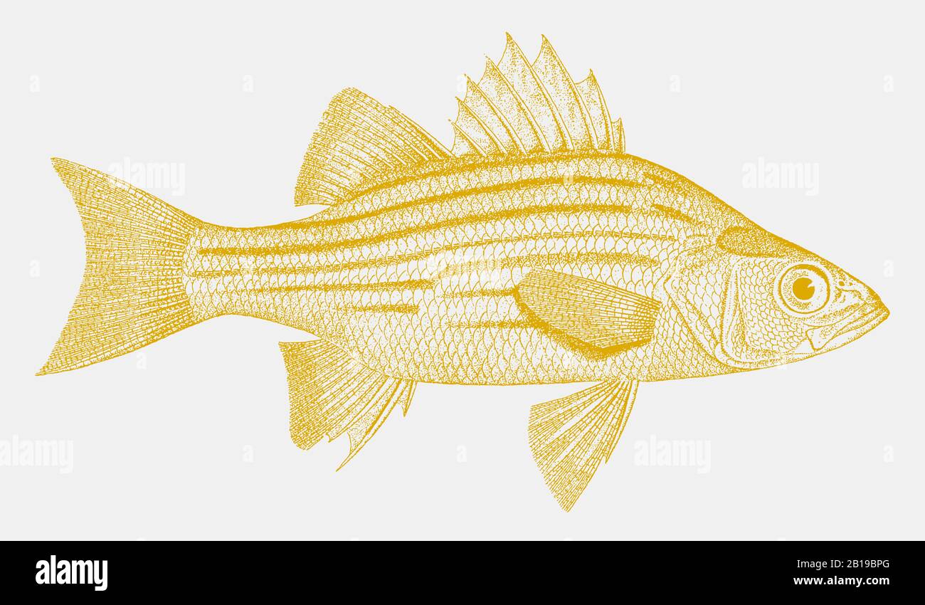 Morone mississippiensis hi-res stock photography and images - Alamy