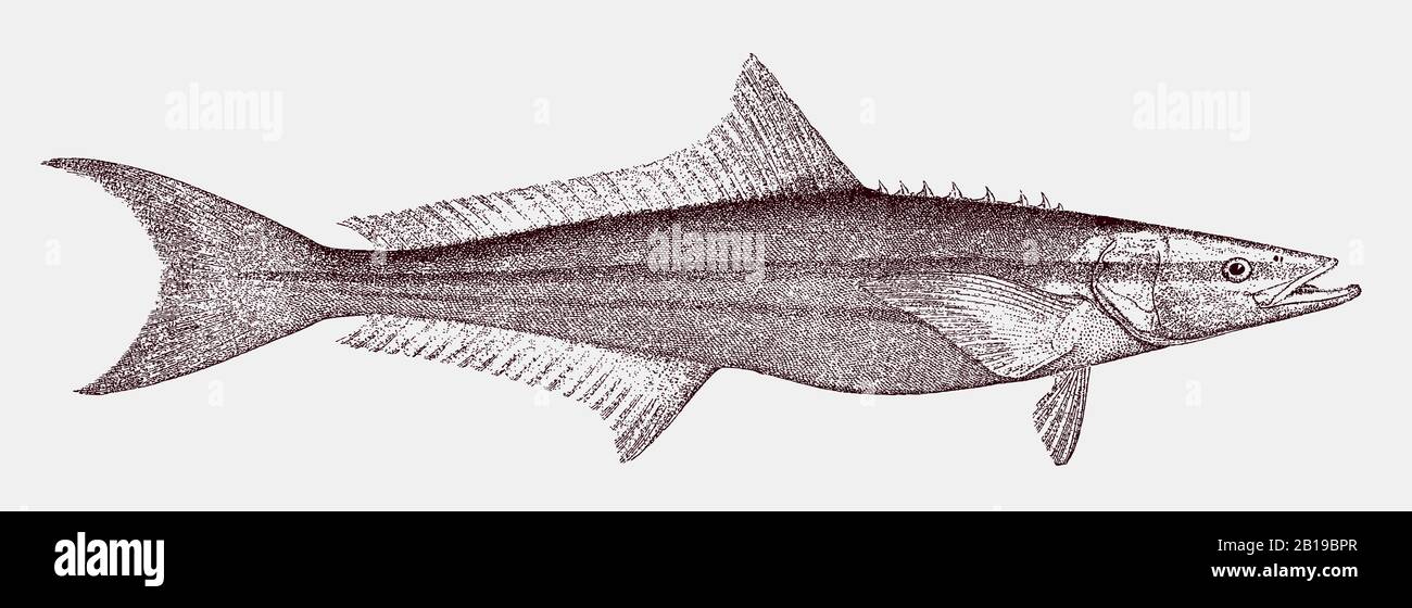 Cobia rachycentron canadum, a threatened marine fish in side view Stock ...
