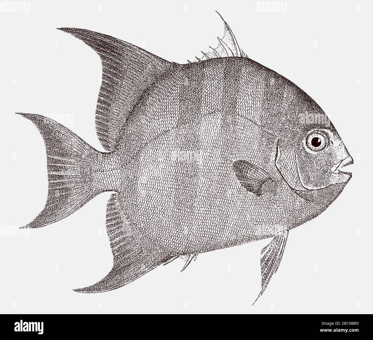 Spadefish Stock Vector Images - Alamy