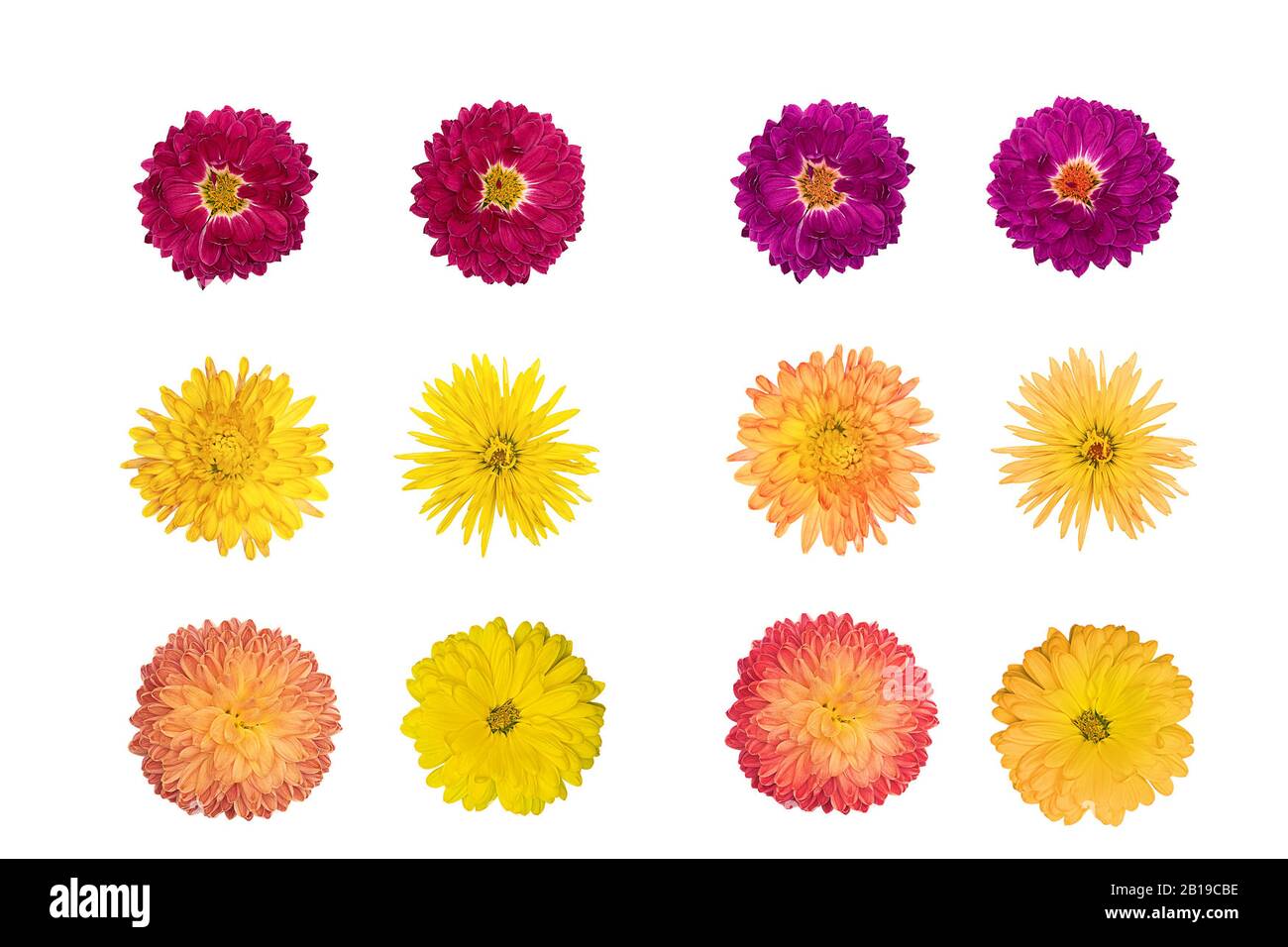 Two pink flowers flower isolated on white background Stock Photo - Alamy