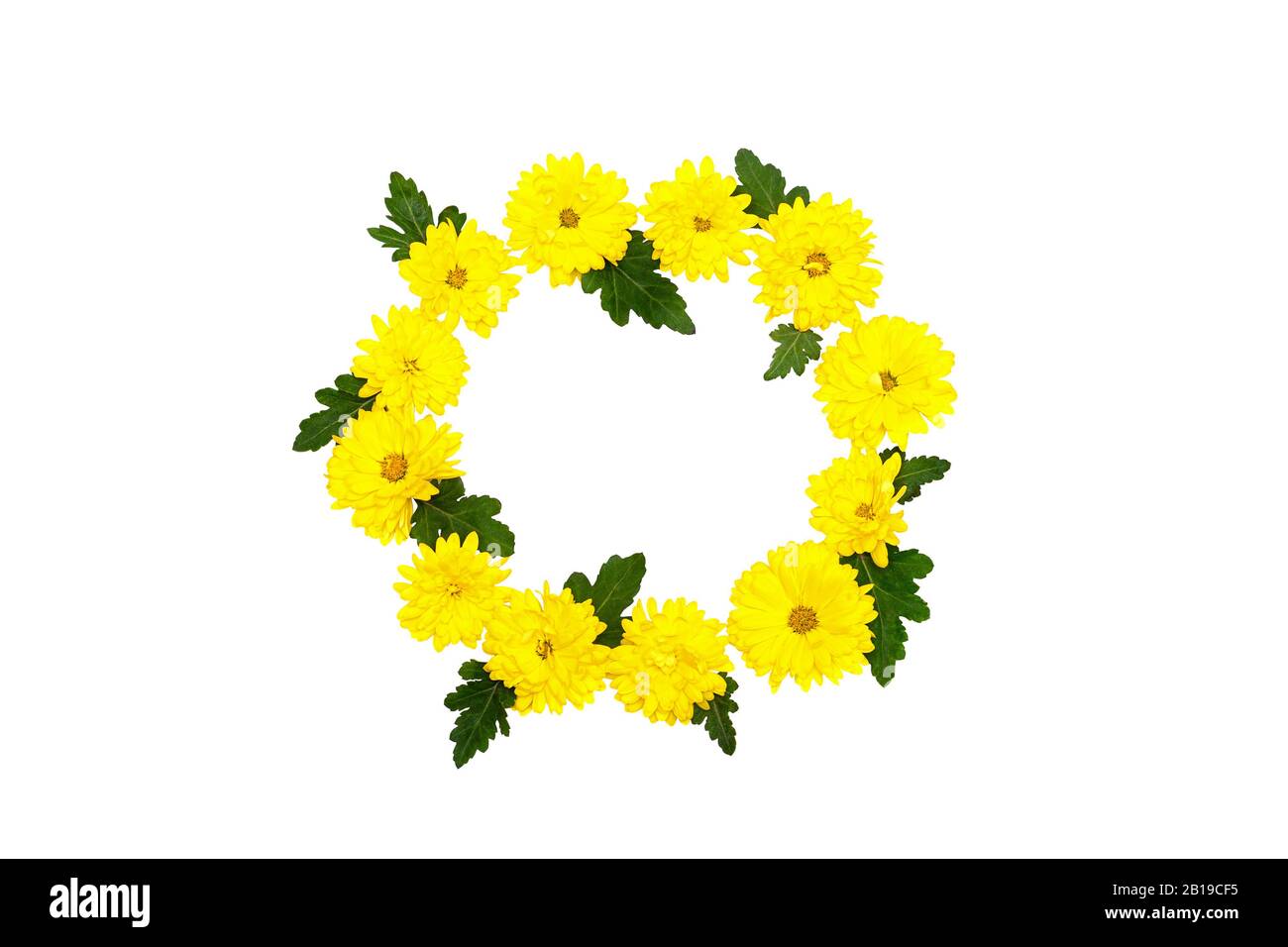 Circle of yellow flowers isolated on white background Stock Photo - Alamy